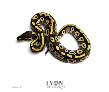 Urban Camo-Super Black Pastel Ball Python by LYON Exotics LLC - MorphMarket