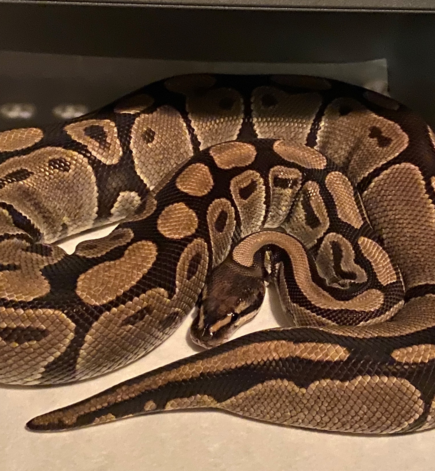 Het VPI Axanthic Ball Python by LYON Exotics LLC - MorphMarket