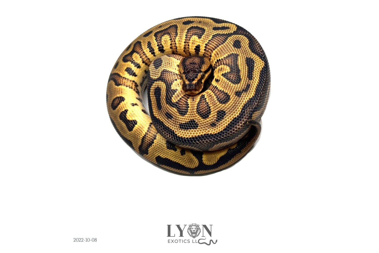 Red Stripe, Leopard, Het Clown Ball Python by LYON Exotics LLC - MorphMarket