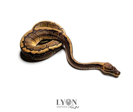 Urban Camo-Super Black Pastel Ball Python by LYON Exotics LLC - MorphMarket