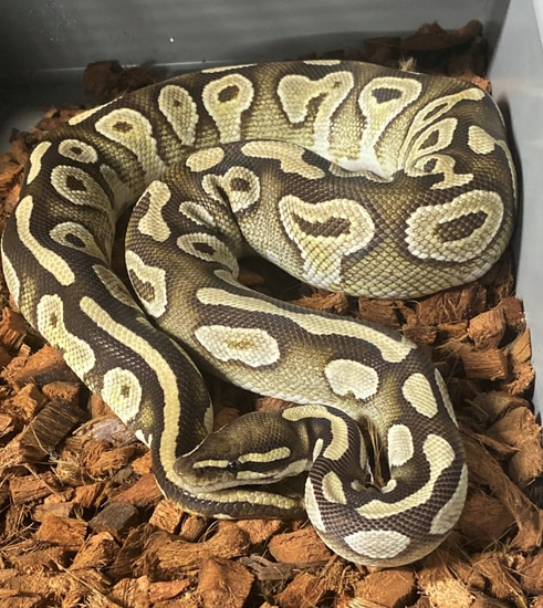 Mojave Breeder Female (Free Shipping) Ball Python by LYON Exotics LLC