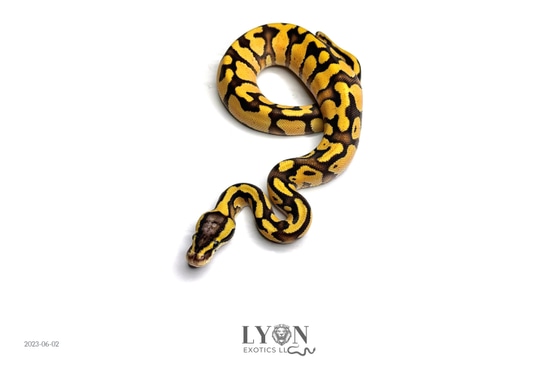 Enchi, Firefly, Het DG (Free Shipping!) Ball Python by LYON Exotics LLC