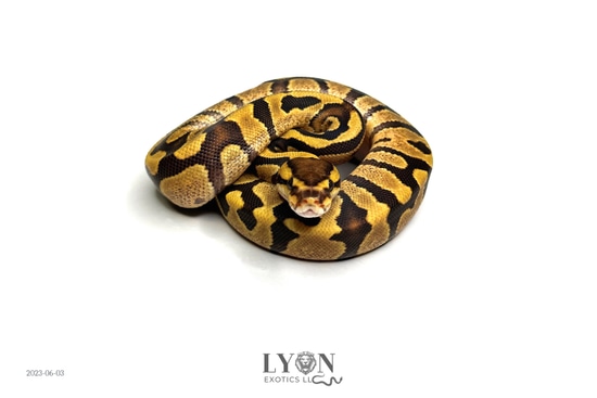 Enchi, Fire, Het DG (Free Shipping!) Ball Python by LYON Exotics LLC