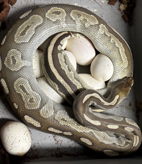 Cinnamon Lesser Proven Breeder Ball Python by LYON Exotics LLC