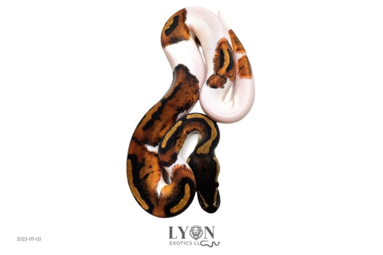 Piebald (Free Shipping!) Ball Python by LYON Exotics LLC