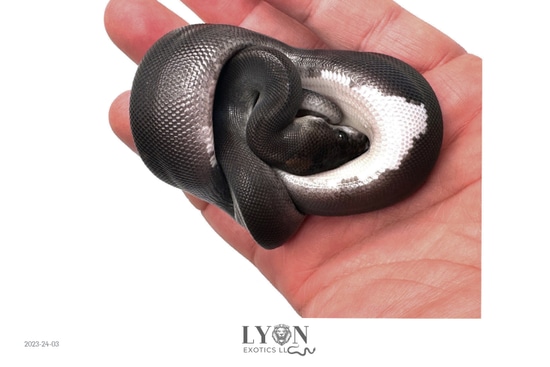 Super Black Pastel 66% Het Pied, 50% Het Albino (Free Shipping!) Ball ...