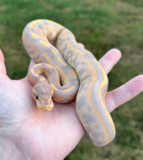 Banana, Cinnamon, Het Pied (Free Shipping!) Ball Python by LYON Exotics LLC