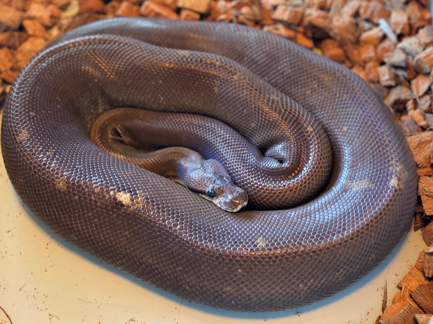 Super Cinnamon Proven Breeder (Free Shipping!) Ball Python by LYON ...