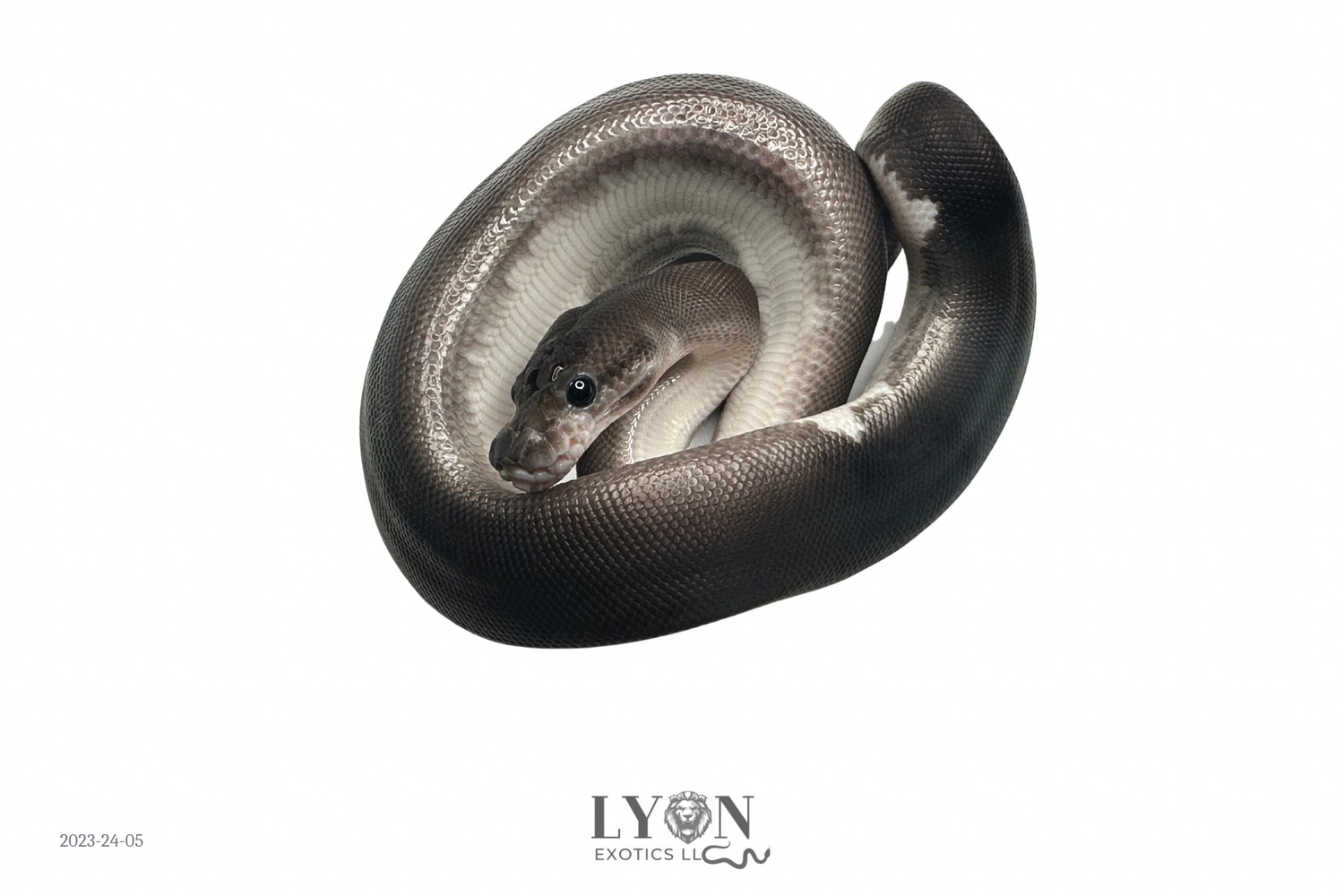 Super Black Pastel, 66% Het Pied, 50% Het Albino Ball Python by LYON Exotics LLC - MorphMarket