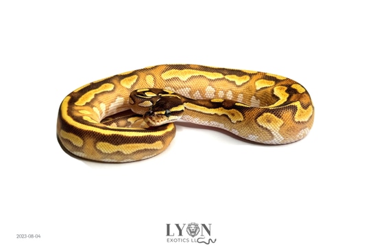 Enchi, Mojave, Cinnamon, YB, Het Pied Ball Python by LYON Exotics LLC