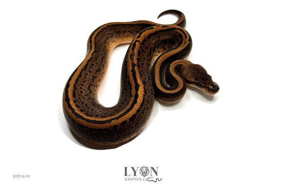 Black Pastel, Leopard, Pinstripe (Free Shipping!) Ball Python by LYON Exotics LLC