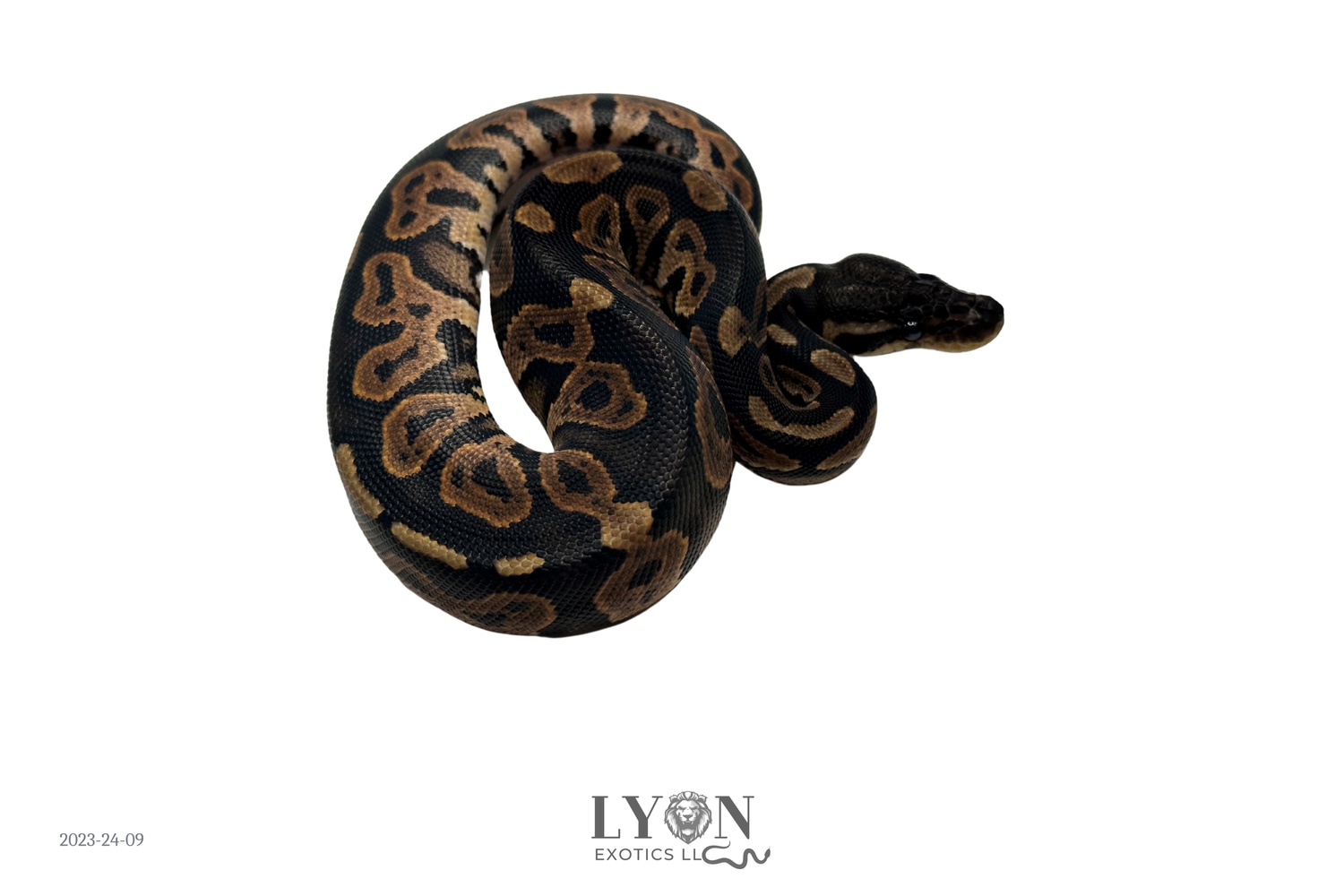 Black Pastel, 66% Het Pied, 50% Het Albino (Free Shipping) Ball Python by LYON Exotics LLC ...