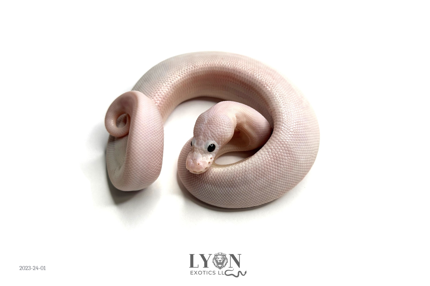 Panda Pied, 50% Het Albino (Free Shipping!) Ball Python by LYON Exotics ...