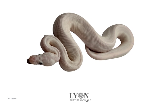 BEL (Mojave, Lesser) Het Pied, Poss Cinny, Pastel, Sandblast (Free Shipping!) Ball Python by ...