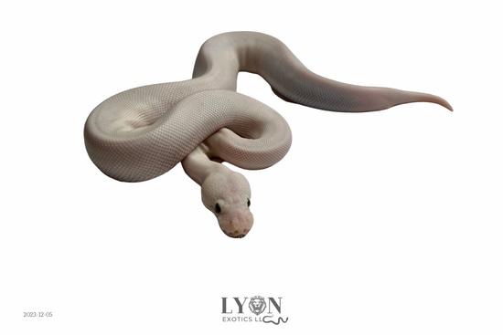 BEL (Mojave, Lesser) Het Pied, Poss Cinny, Pastel, Sandblast (Free Shipping!) Ball Python by ...