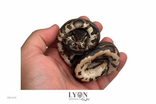Black Pastel, Leopard Ball Python by LYON Exotics LLC