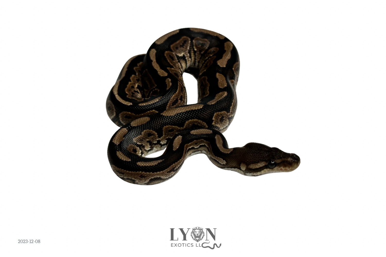 Cinnamon, Het Pied Ball Python by LYON Exotics LLC - MorphMarket