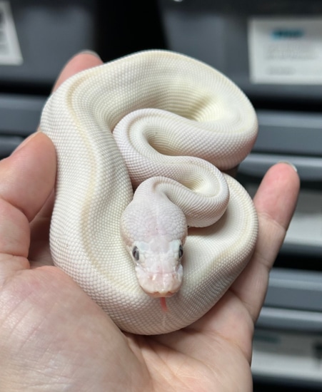 BEL (Mojave, Lesser)-Free Shipping Ball Python by LYON Exotics LLC