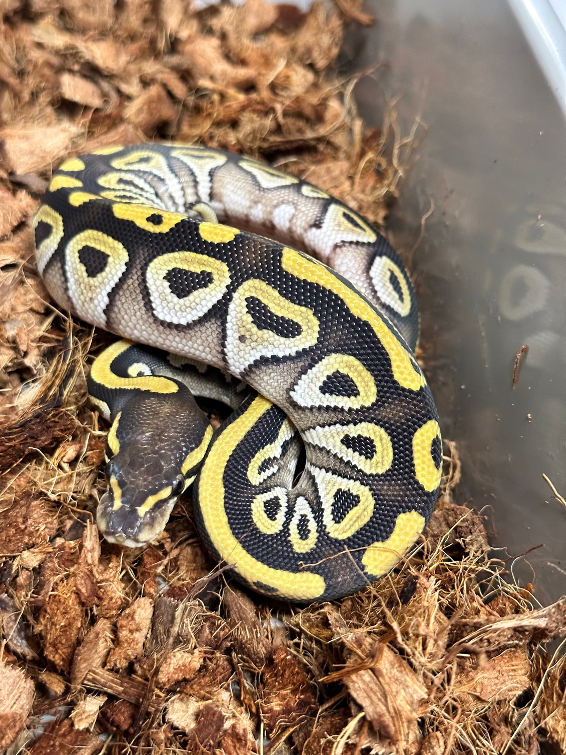 Mojave (Free Shipping!) Ball Python by LYON Exotics LLC - MorphMarket