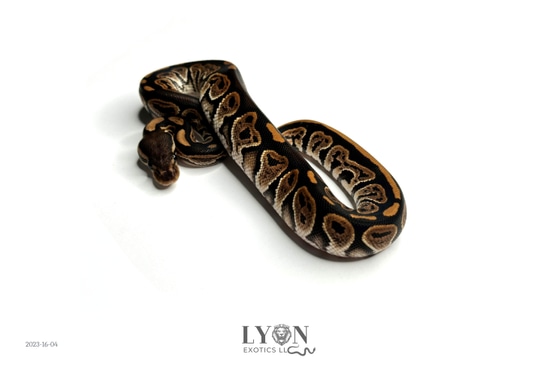 Black Pastel-Free Shipping! Ball Python by LYON Exotics LLC