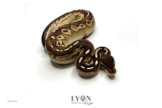 Black Pastel, Mojave, 66% Het Pied-Free Shipping! Ball Python by LYON Exotics LLC