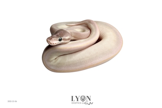 BEL (Super Mojave)-Free Shipping! Ball Python by LYON Exotics LLC