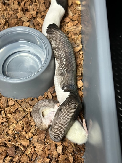 Urban Camo (Super Black Pastel) Ball Python by LYON Exotics LLC