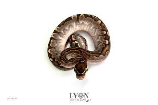 Bamboo, 50% DH Ultramel, Pied Ball Python by LYON Exotics LLC