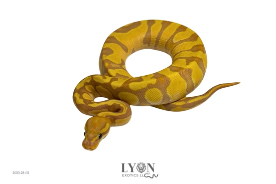 Enchi, Banana, DH DG, Pied, 50% Het Hypo Ball Python by LYON Exotics LLC