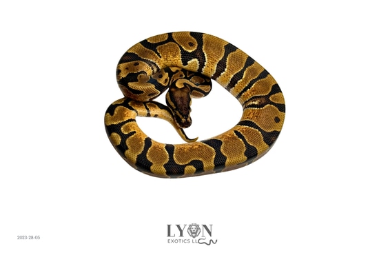 Enchi, DH DG, Pied, 50% Het Hypo Ball Python by LYON Exotics LLC