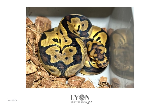 Leopard Clown-Free Shipping Ball Python by LYON Exotics LLC