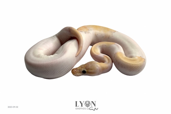 Pastel, Banana, Probable Sandblast, Poss Mojave, Pied, Het Clown Ball Python by LYON Exotics LLC