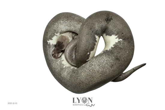 Urban Camo Ball Python by LYON Exotics LLC
