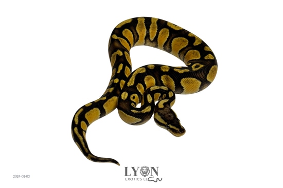 Pastel, DH DG Clown, 50% Het Hypo Ball Python by LYON Exotics LLC