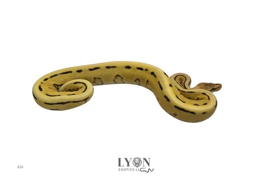 DG G-Stripe Het Clown Ball Python by LYON Exotics LLC