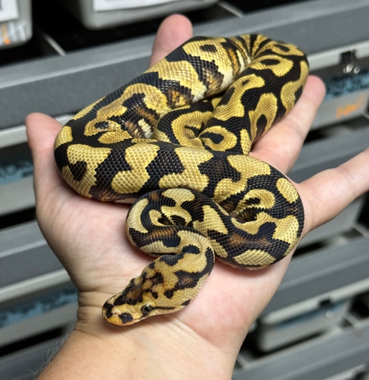 SN YB Crypton Ball Python by LYON Exotics LLC