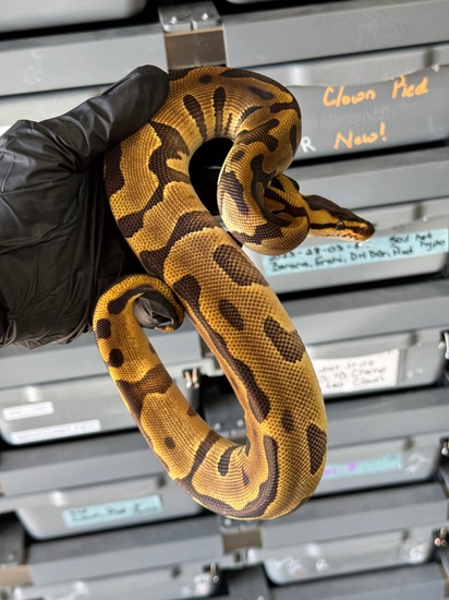 280g Enchi, Leo, Het Clown, 50% Het Hypo Ball Python by LYON Exotics LLC