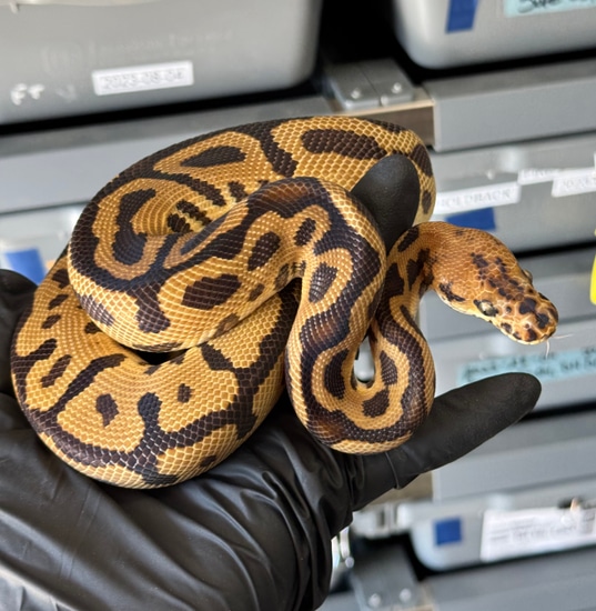 460g Spotnose Leopard Clown Ball Python by LYON Exotics LLC