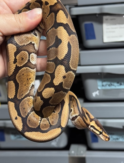Red Stripe Het Puzzle Ball Python by LYON Exotics LLC