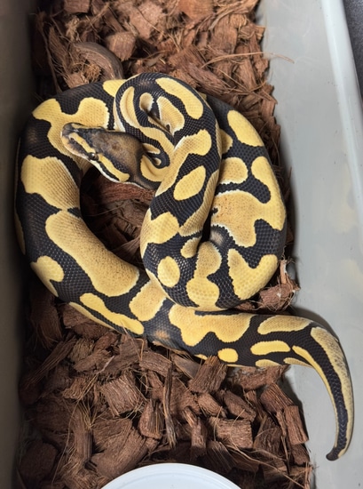 DG Het Cryptic Ball Python by LYON Exotics LLC
