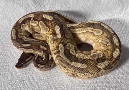 635g Enchi, Mojave, Cinnamon, YB, Het Pied Ball Python by LYON Exotics LLC