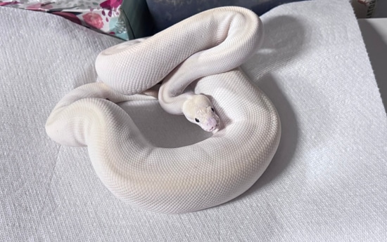 Phantom Lesser (Possible Wookie, Pinstripe, Pastel) Ball Python by LYON ...