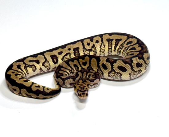 Spotnose Yellowbelly Clown Ball Python by LYON Exotics LLC