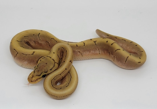 Hypo Spinner Ball Python by Royal Morph Creations