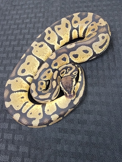 Pastel Ball Python by Royal Morph Creations