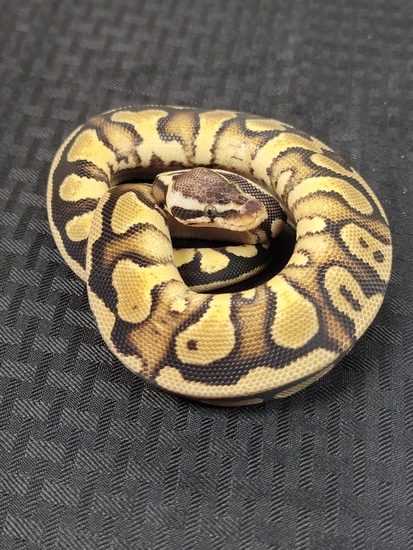 Pastel Yellowbelly 100% Het Genetic Stripe Ball Python by Royal Morph ...