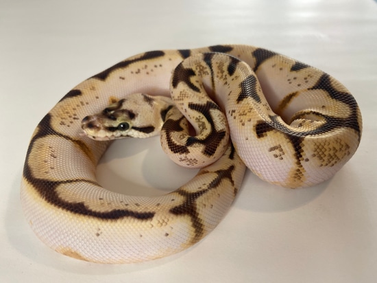OD YB Calibee Spider Ball Python by Rocky Mountain Serpent, pythons and ...