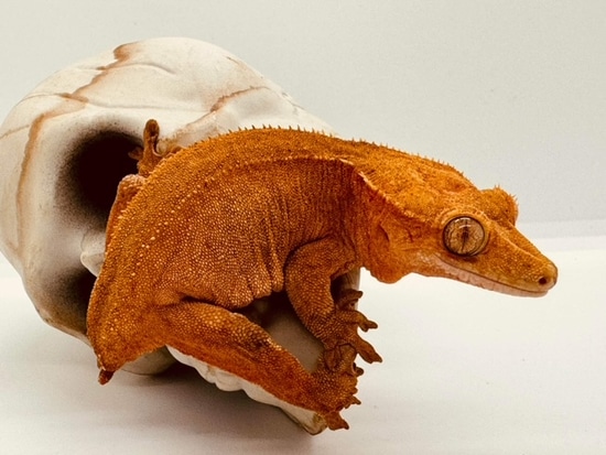 Apricot/Red Proven, Red Female, Proven Crested Gecko by Ruby Mountain Geckos