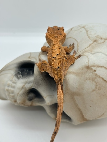 Arya/Danielson, Baby Beautiful Crested Gecko by Ruby Mountain Geckos