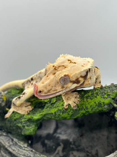 Lily White 2022, Male, Handsome Must Have Crested Gecko by Ruby Mountain Geckos